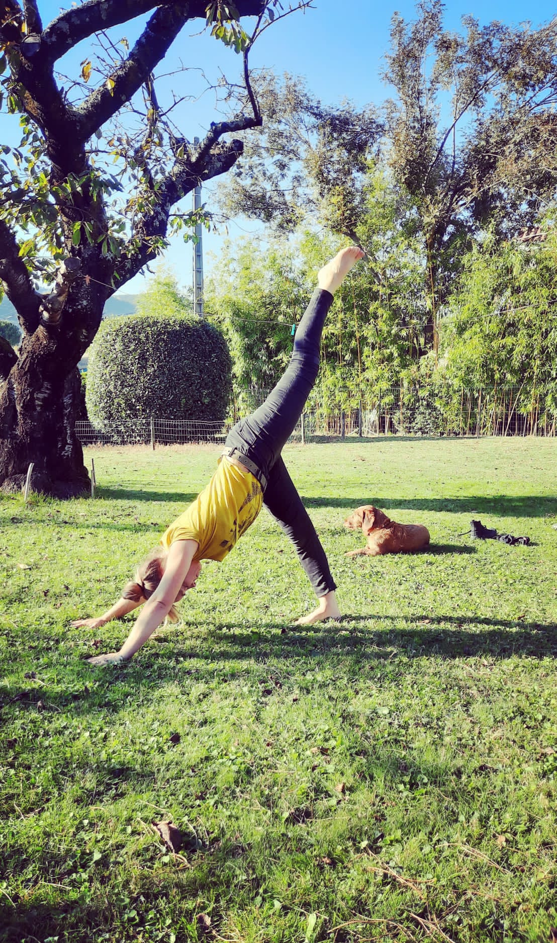 L'enseignement du yoga - ALTERNATIVE YOGA